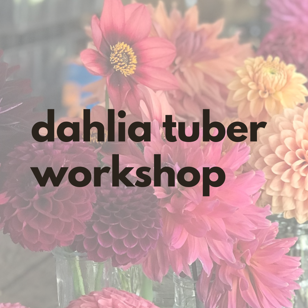 Dahlia Winterization Workshop, Victoria BC – Gardener's Kit